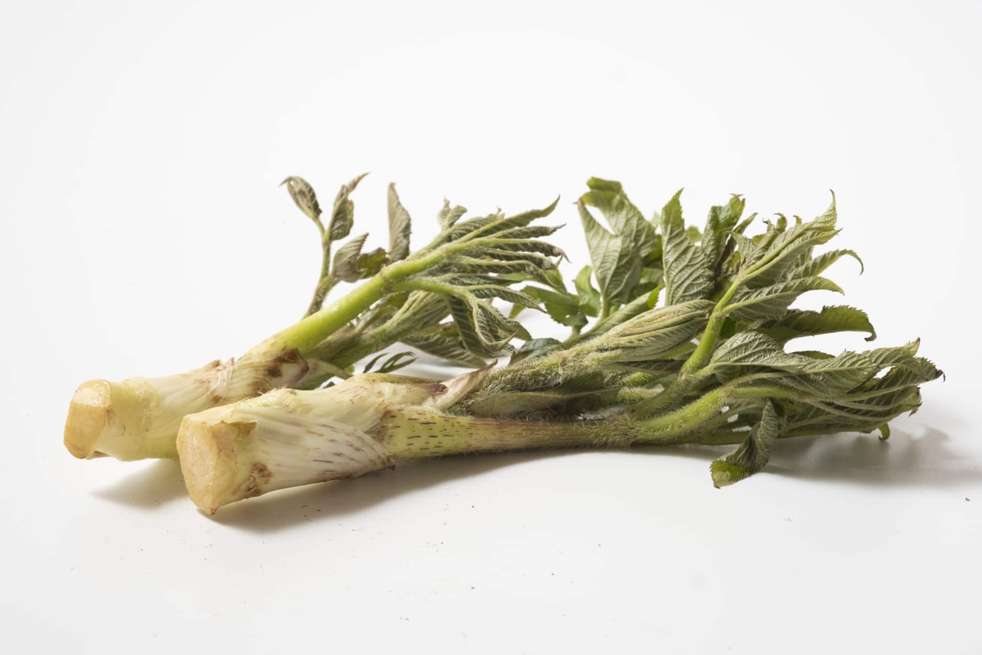 独活（うど）とは？栄養・旬・保存法・食べ方まで調理師が解説